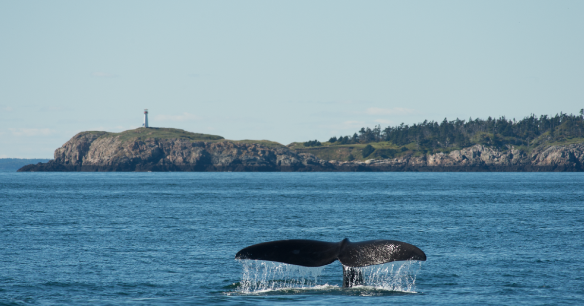 Kriller soup | Ocean School