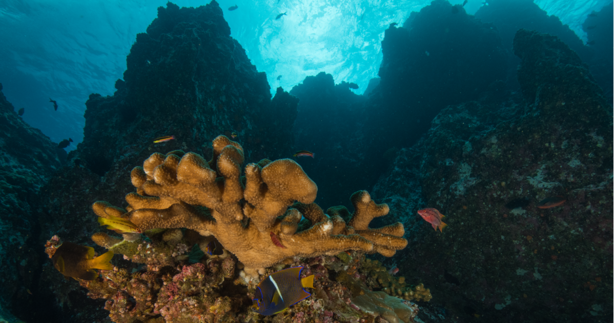 Secrets of the seamounts | Ocean School