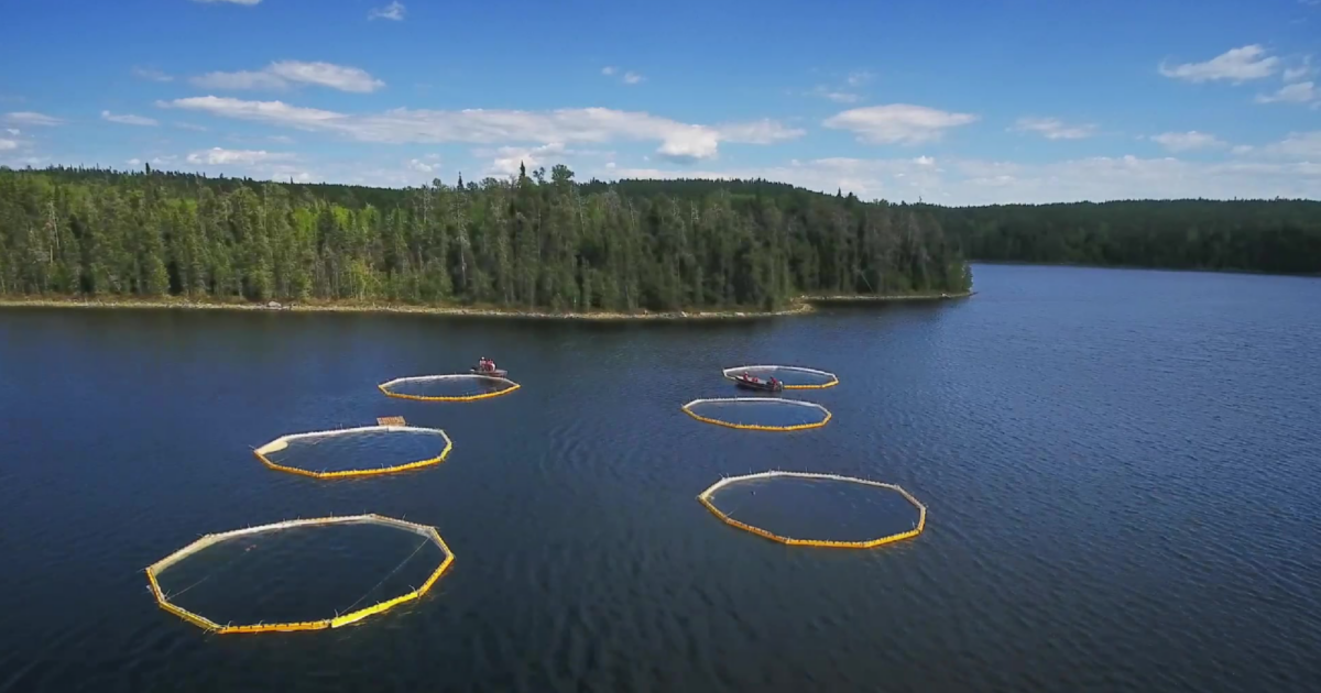 Entre le marteau et l'enclume | École de l'Océan