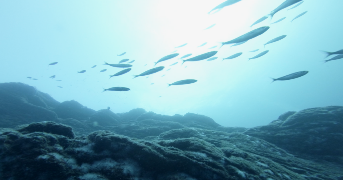 Every single fish | Ocean School