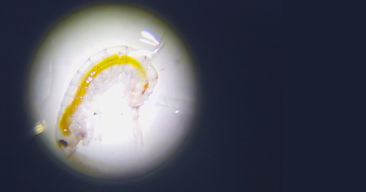 Invaders of the St. Lawrence | Ocean School