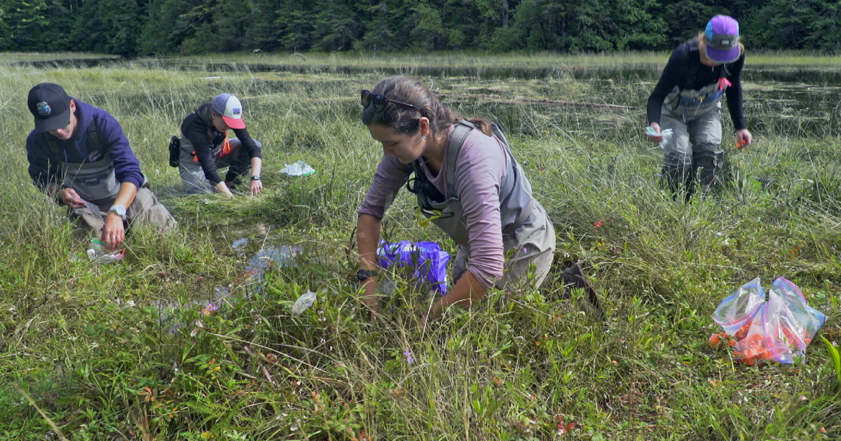 Picking flowers for science | Ocean School