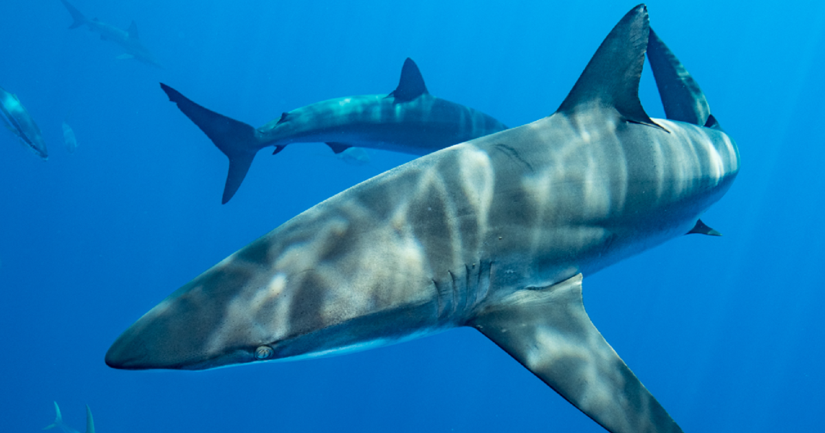 Ils sont géniaux, ces requins! | École de l'Océan